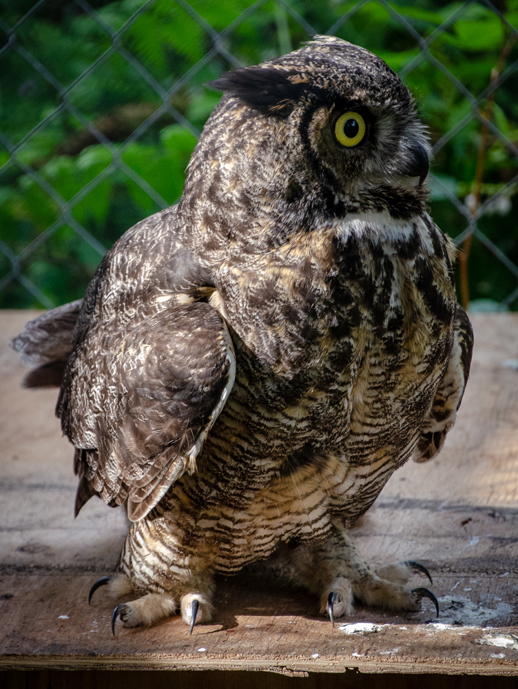 Owls and chickens don't mix (but if you want to see a bunch of pictures ...